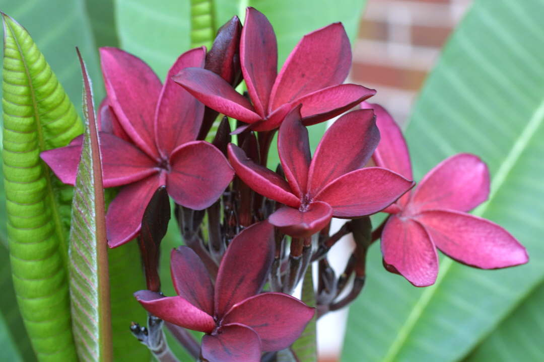 Pops Red Plumeria