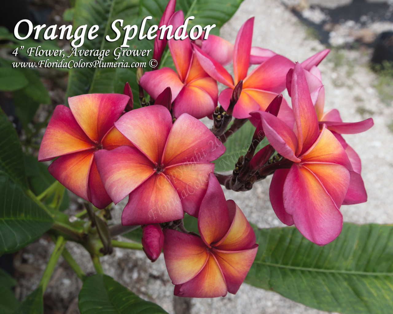 Orange Splendor Plumeria - Florida Colors Nursery