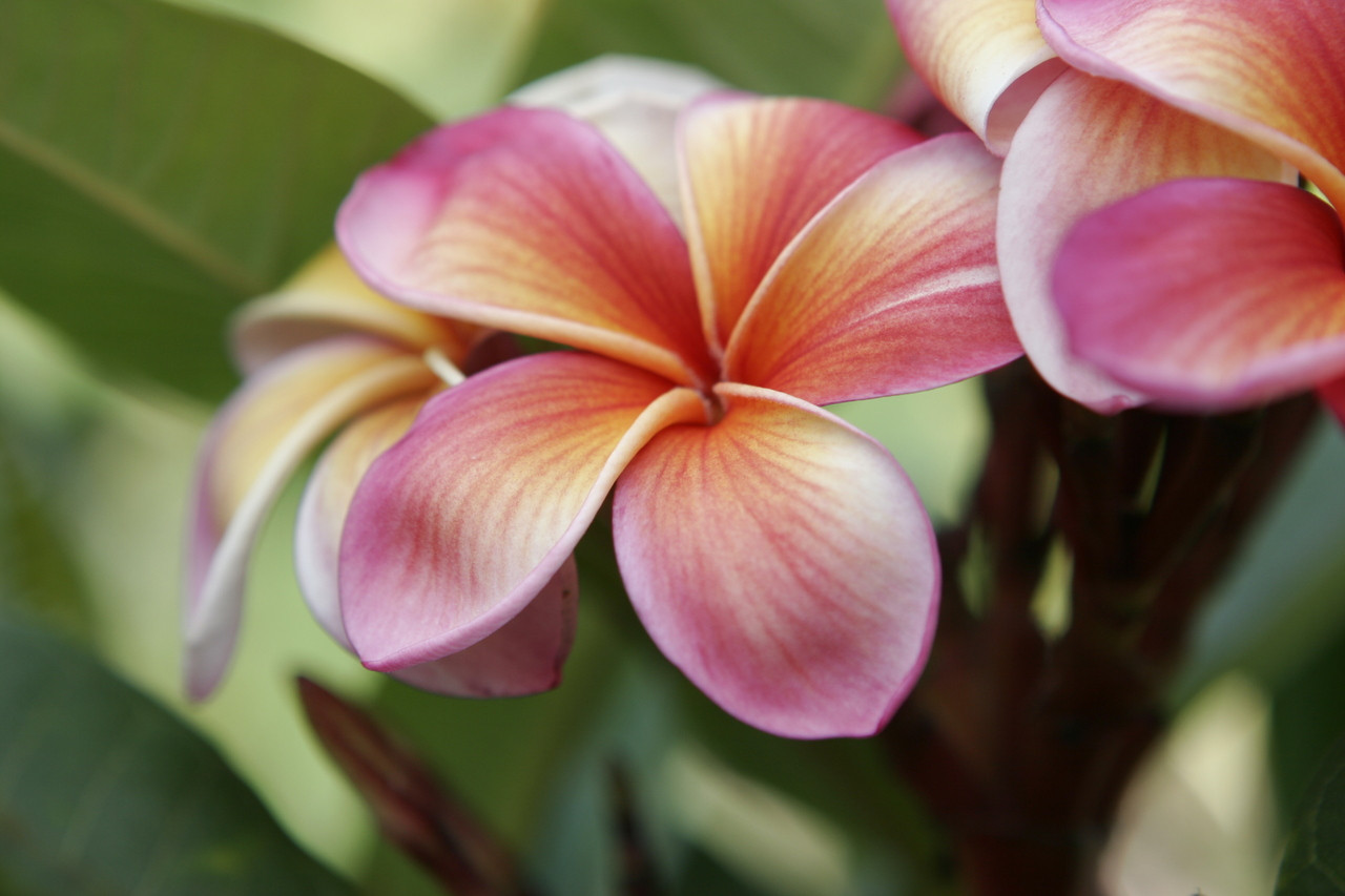 Plumeria aka Frangipani with a main color of Orange