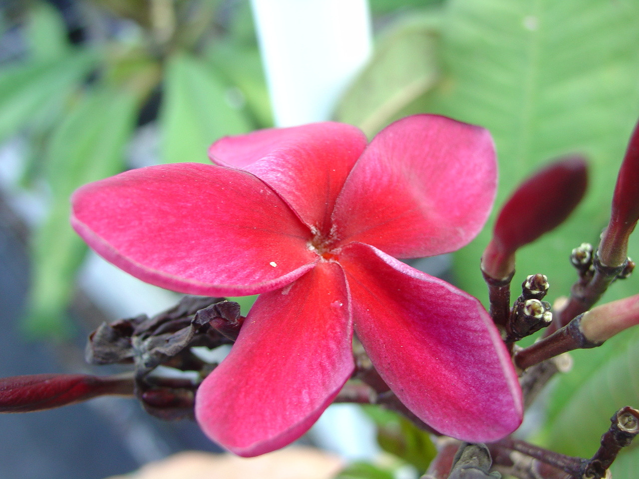 Pops Red Plumeria