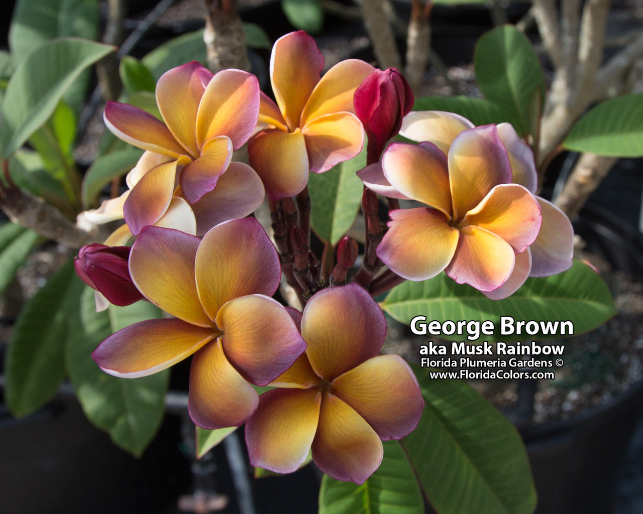Purple Jack Plumeria