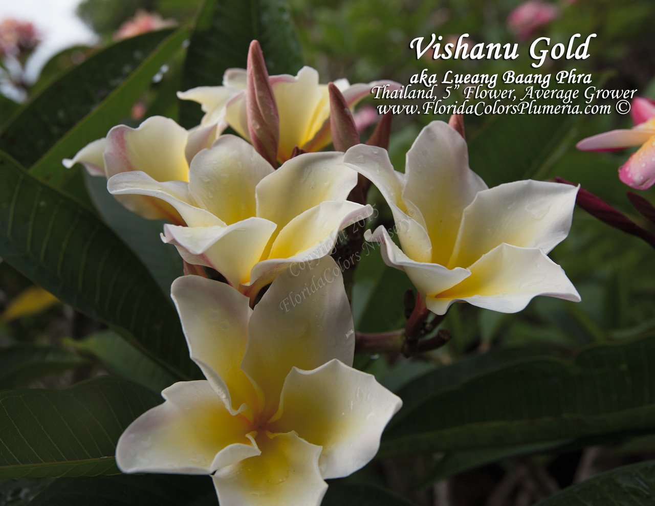 Aztec Gold Plumeria