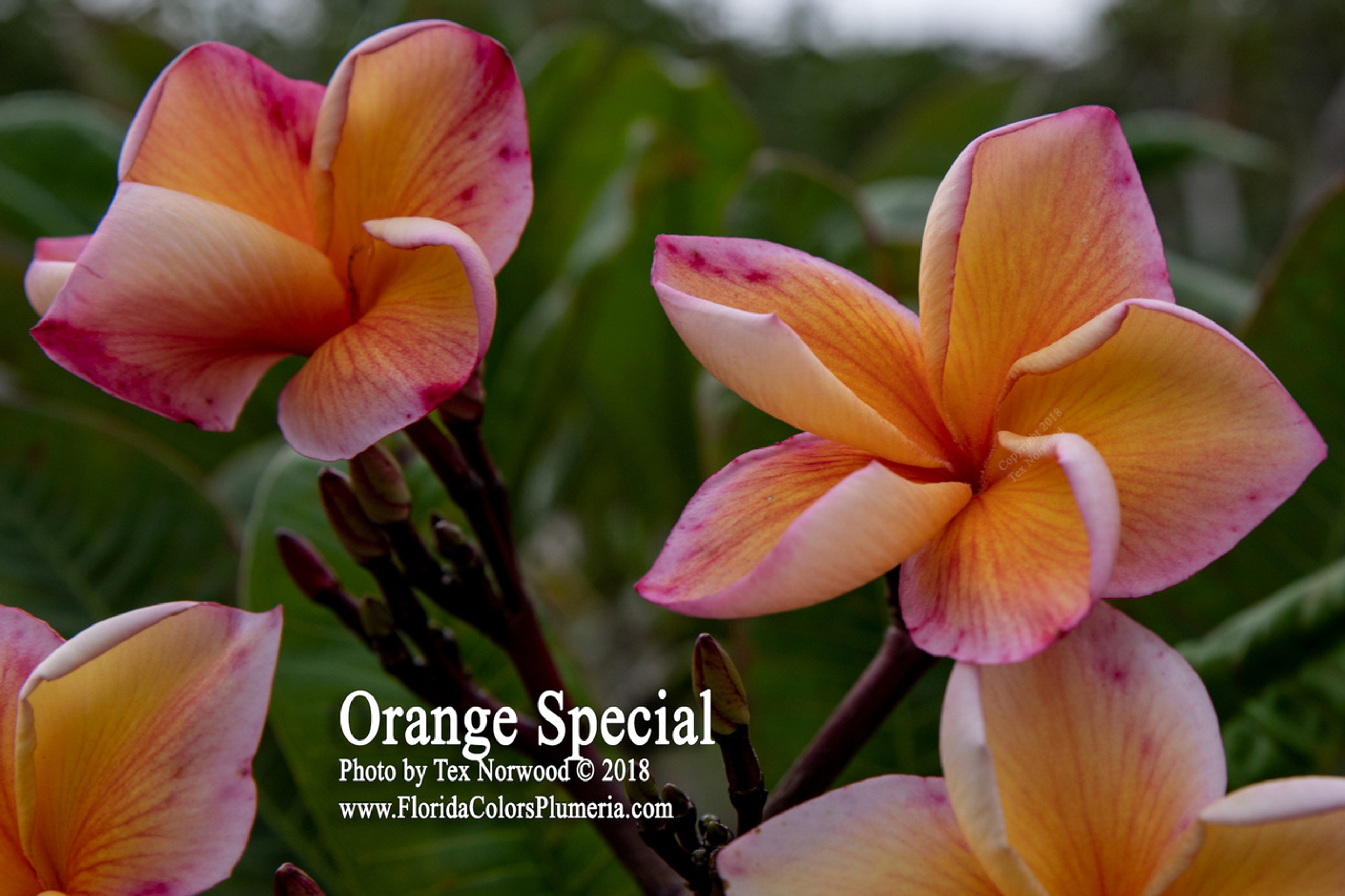 Orange Splendor Plumeria