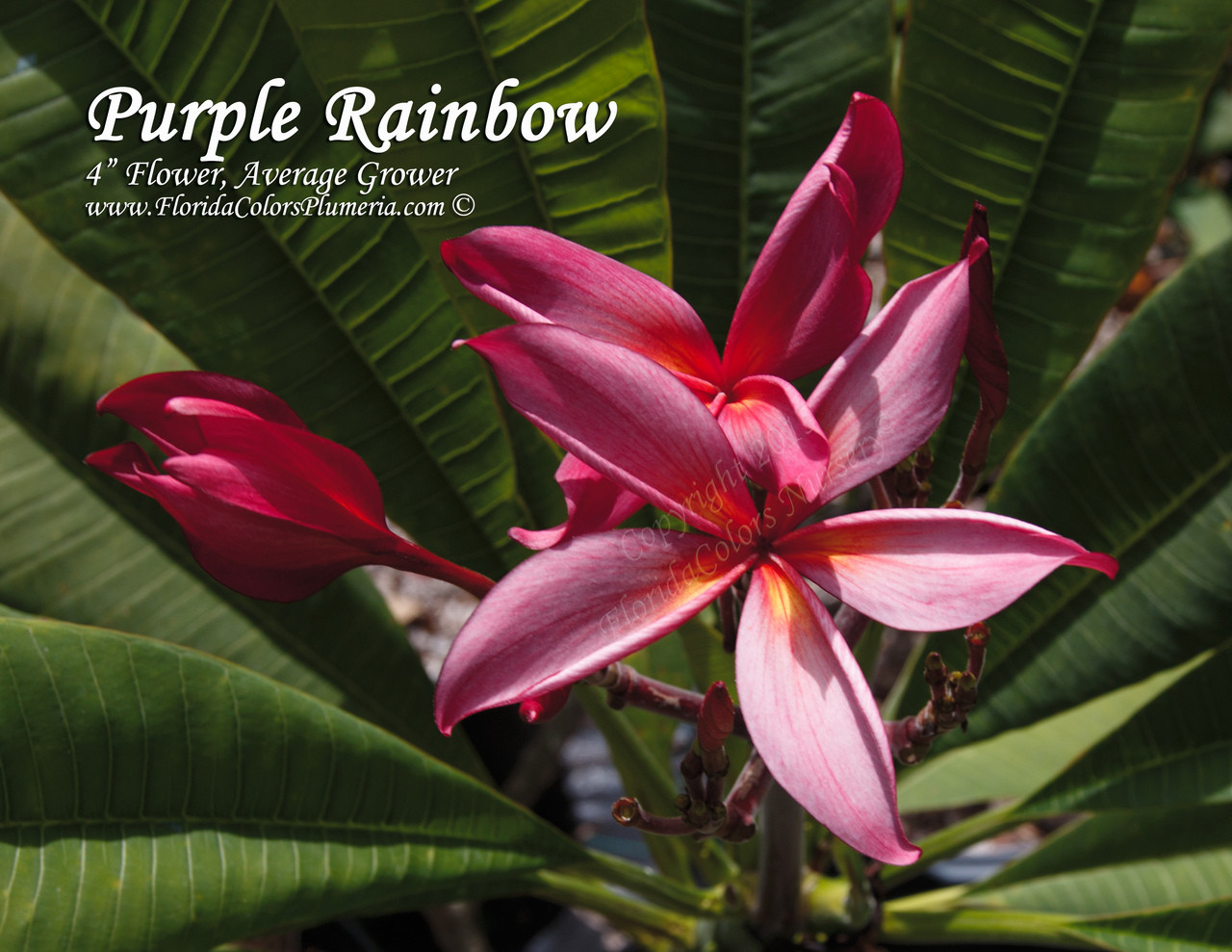 Purple Jack Plumeria