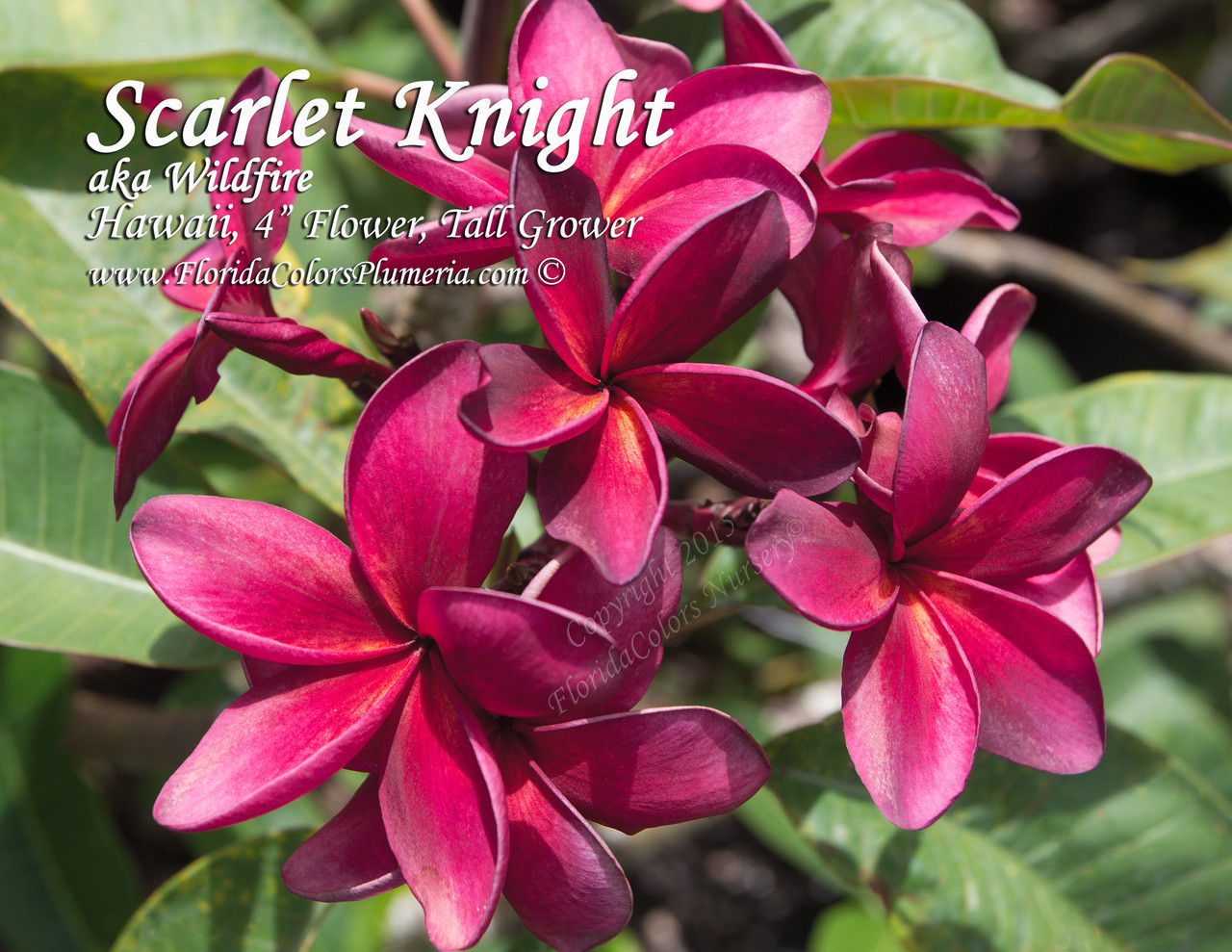 Scarlet Knight Plumeria aka Wildfire