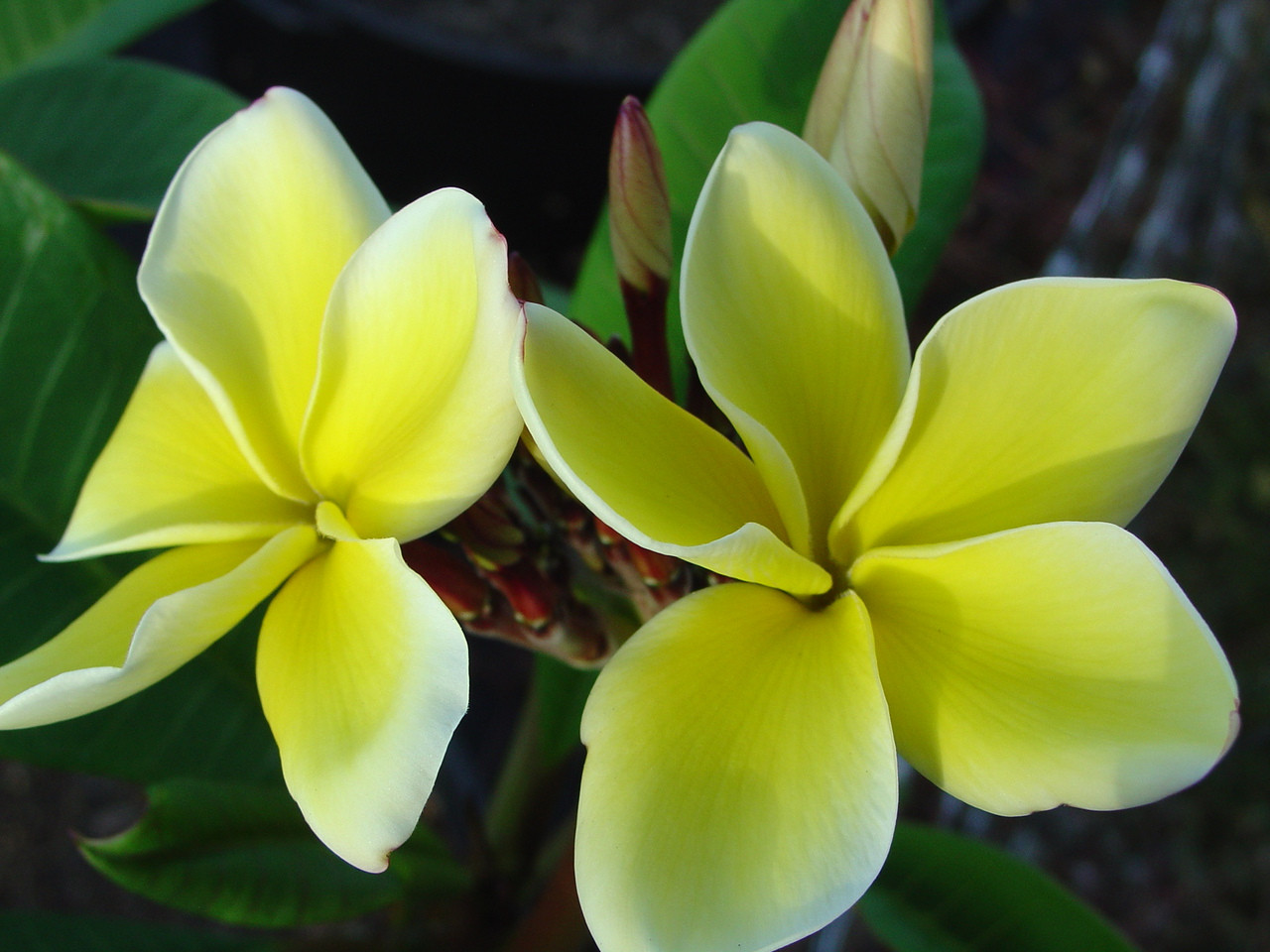 Purple Jack Plumeria