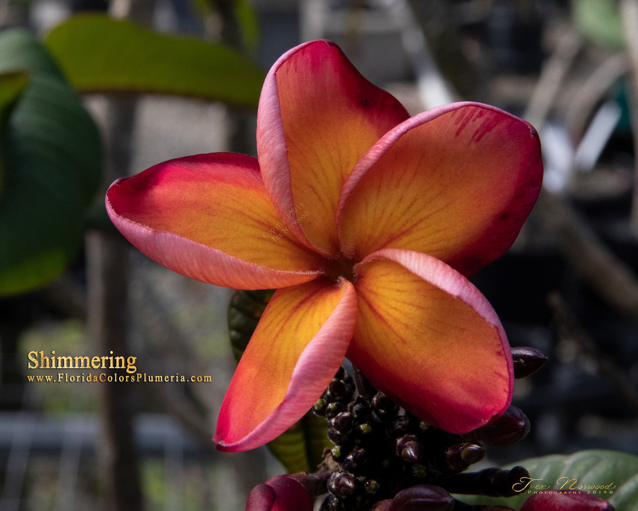 Sweet Valentine Plumeria