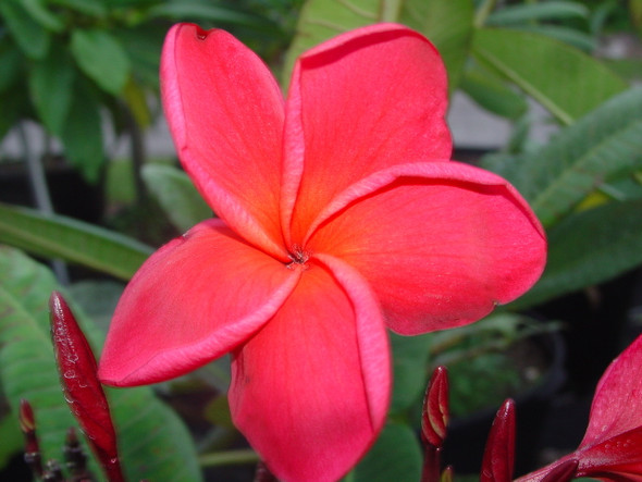 Purple Jack Plumeria