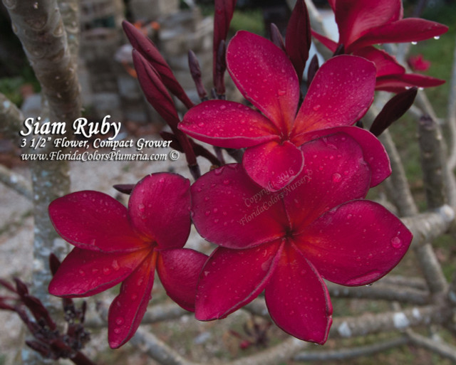 Siam Ruby Plumeria