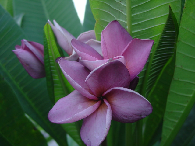 Purple Jack Plumeria