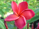 Purple Jack Plumeria