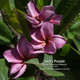 Purple Jack Plumeria