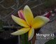 Moragne #9 Plumeria