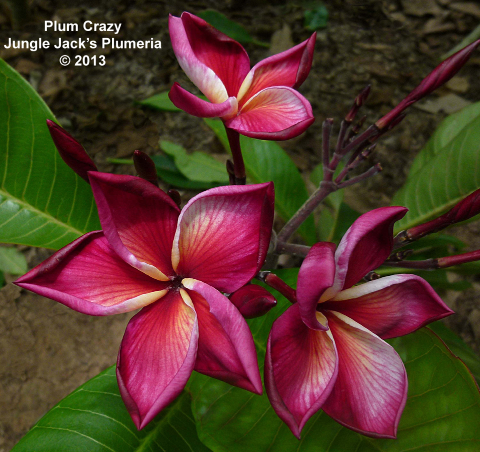 Purple Rainbow Plumeria