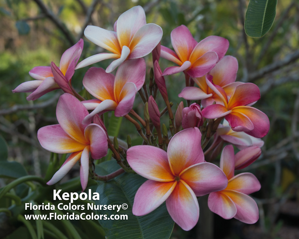 Kepola Rainbow Plumeria