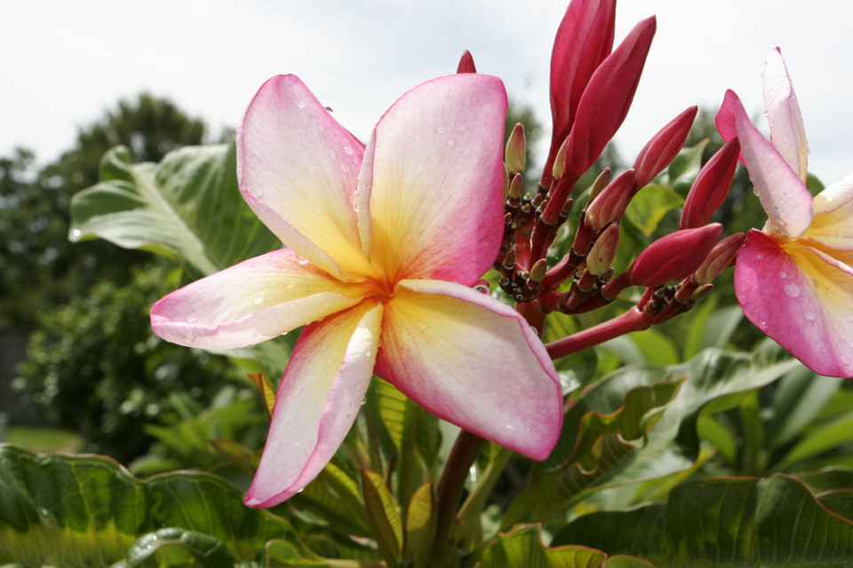 California Sally Plumeria