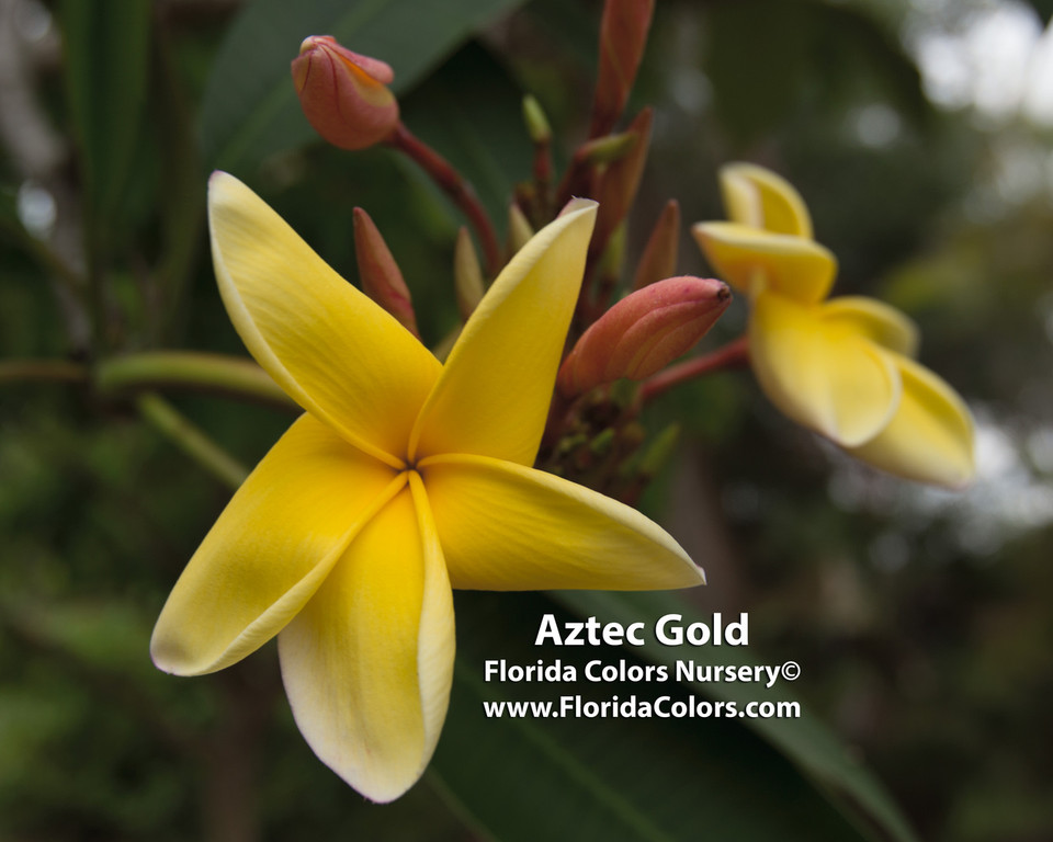 Aztec Gold Plumeria