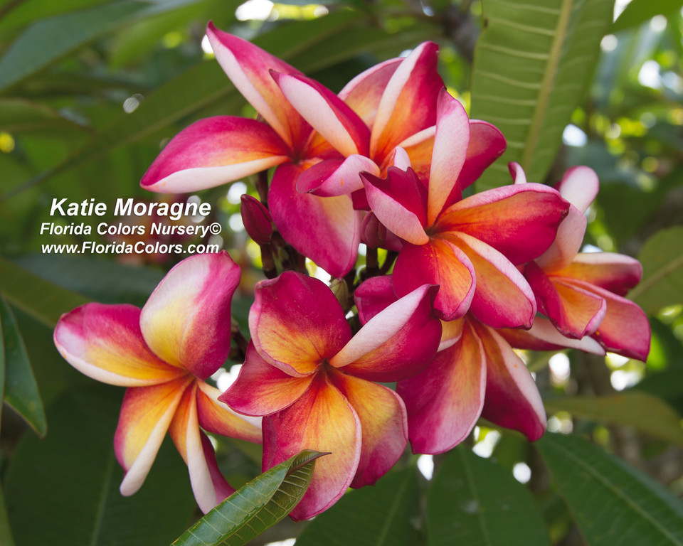 Moragne #9 Plumeria