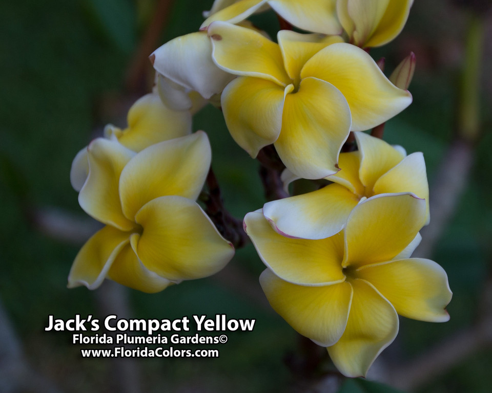 Purple Jack Plumeria