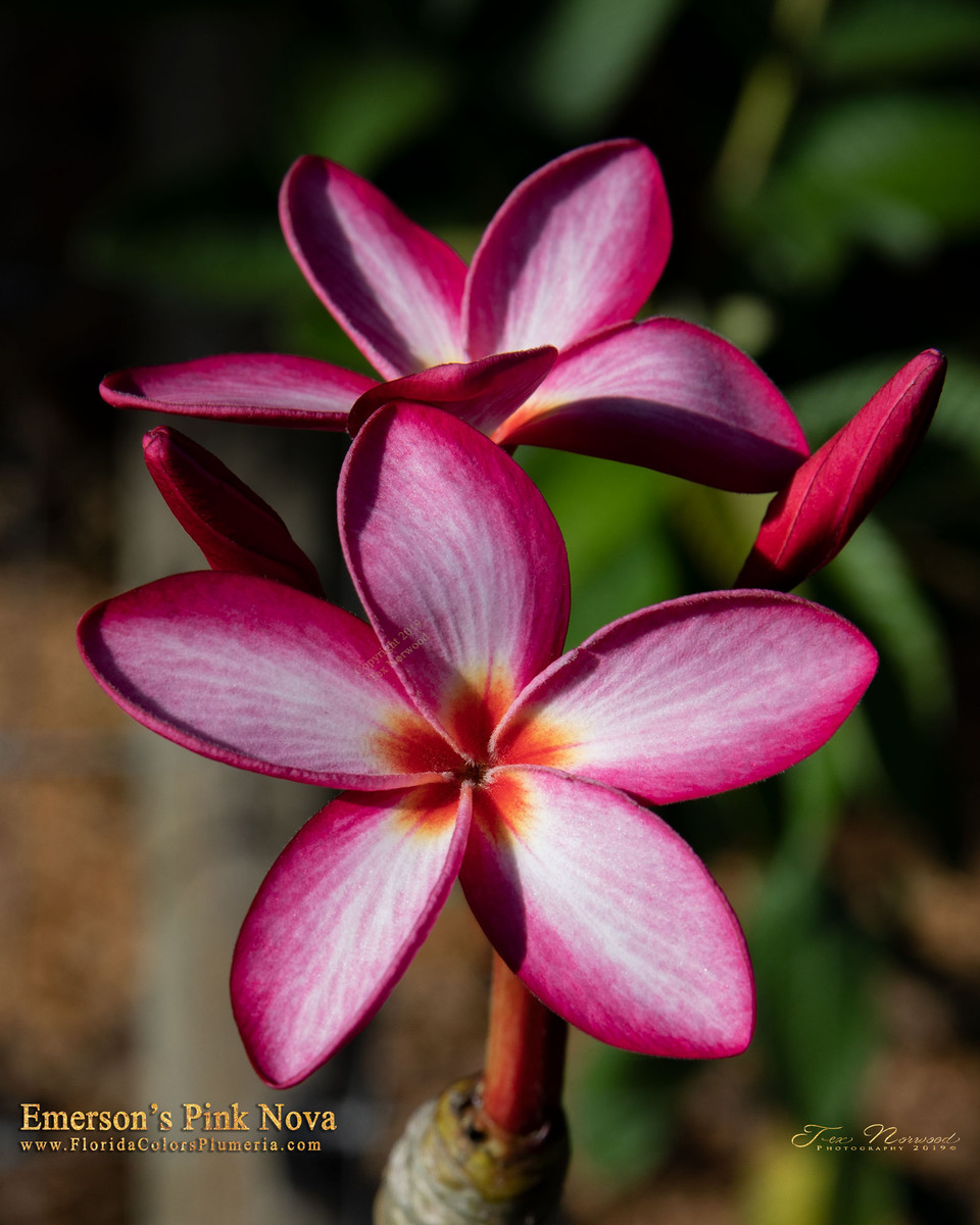 Pink Ruffles Plumeria