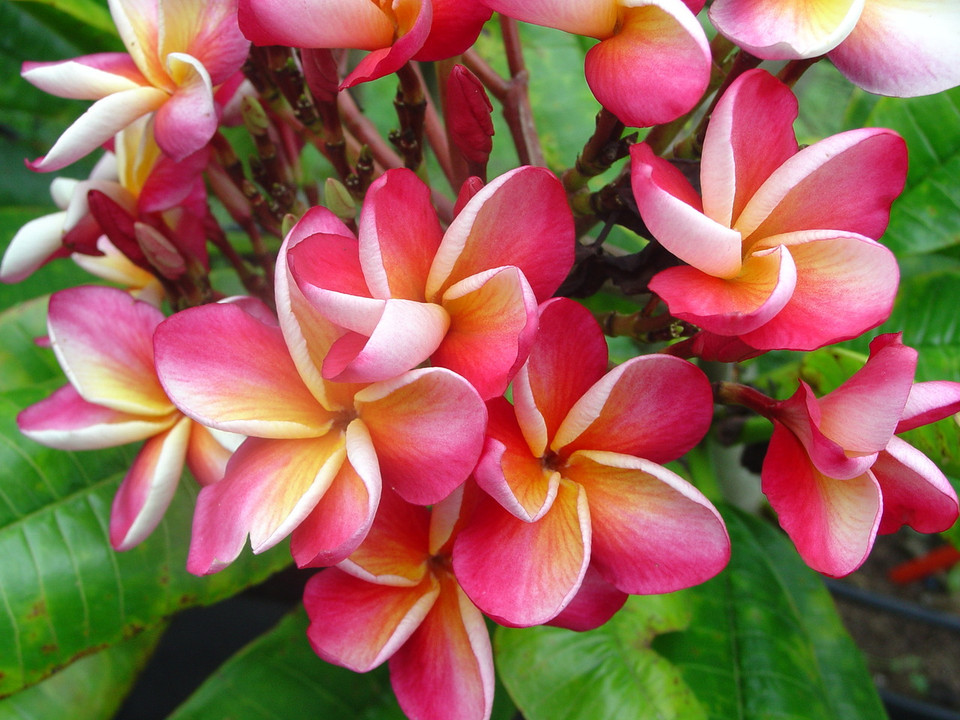 Moragne #9 Plumeria