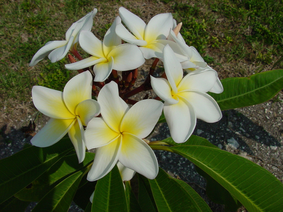Moragne #9 Plumeria