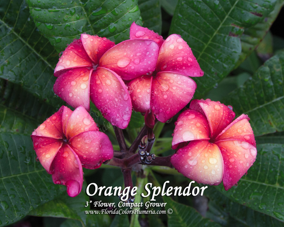 Orange Splendor Plumeria