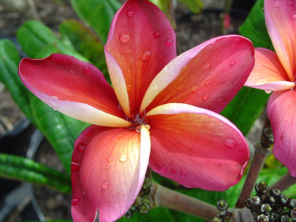 Lurline Plumeria