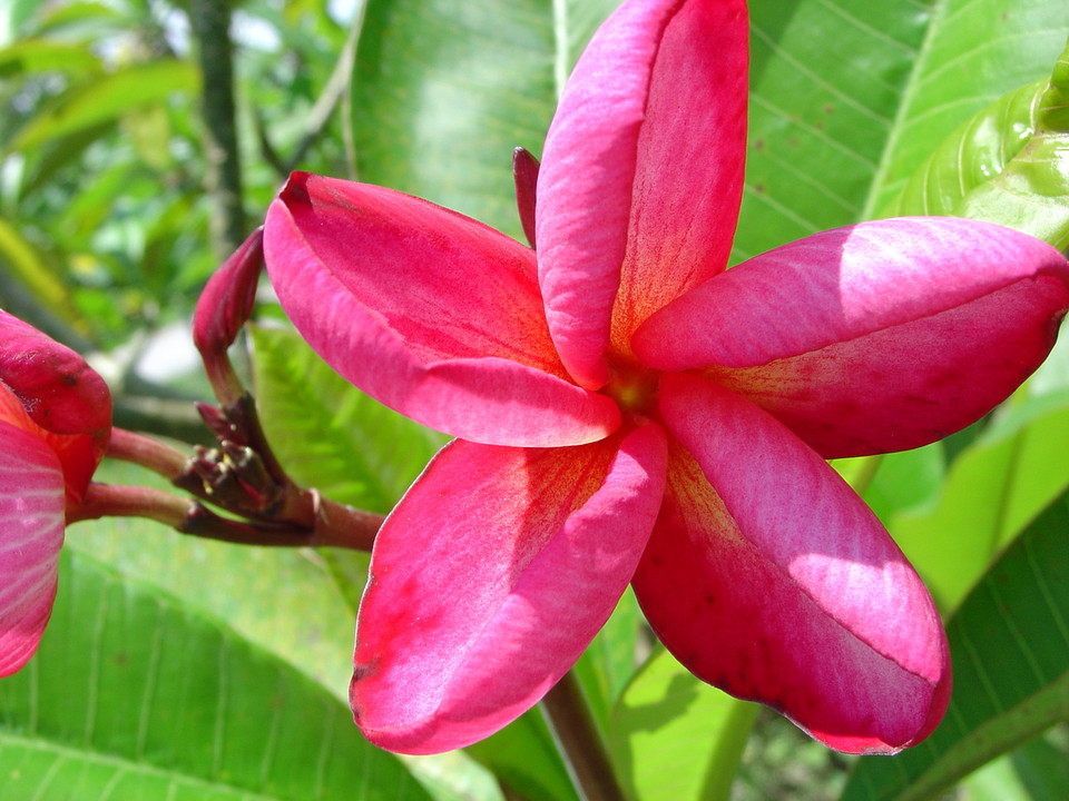 Moragne #9 Plumeria