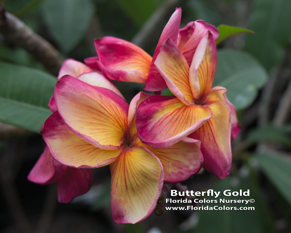 Aztec Gold Plumeria