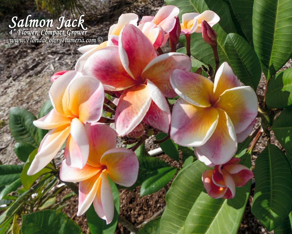 Purple Jack Plumeria