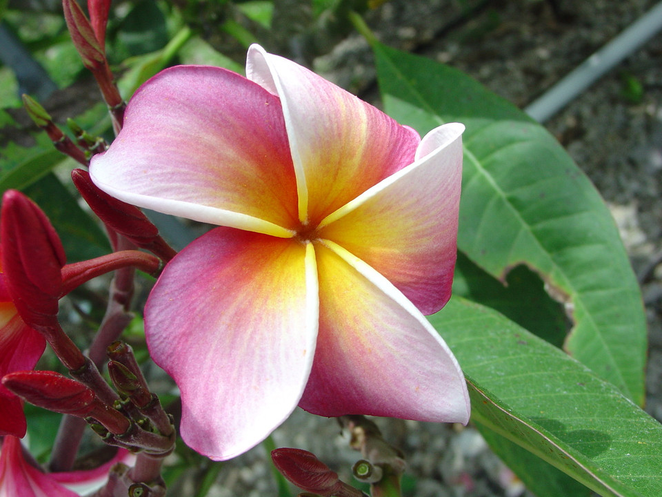 Puu Kahea Plumeria
