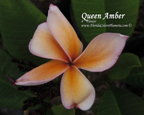 Queen Amber Plumeria Introduced by Jungle Jack