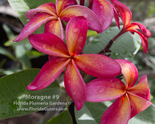 Moragne #9 Plumeria