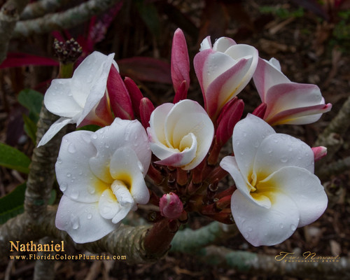Nathaniel Plumeria Introduced by Florida Colors Nursery