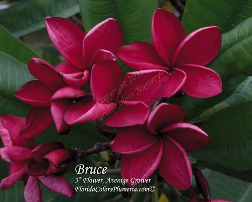 Bruce Plumeria Introduced by Florida Colors Nursery