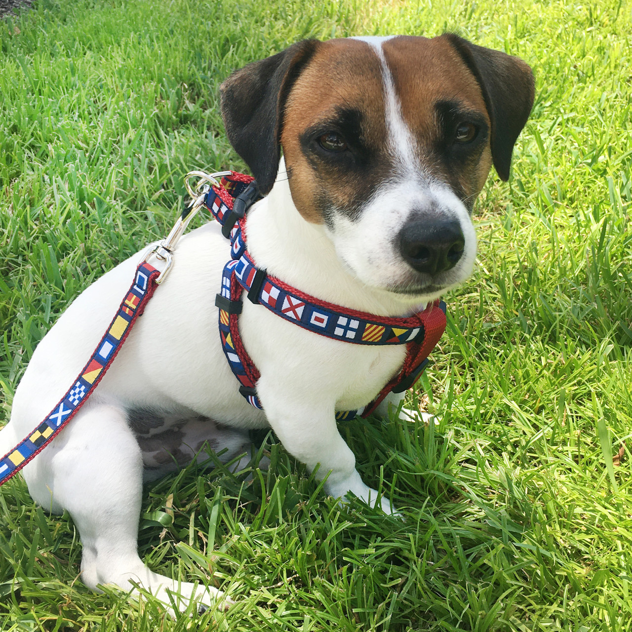 2-Ring, Dog No Pull Harnesses at PawPetBoutique.com - Great Dog ...