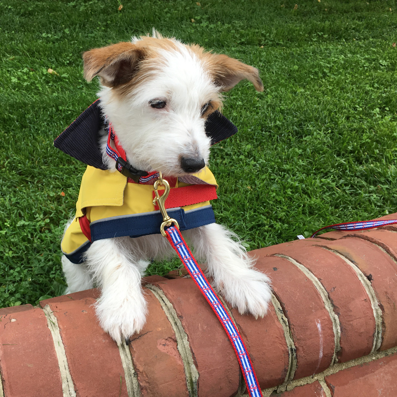 Yellow Handmade Dog Rain Coats | Nautical Dog Rain Coats