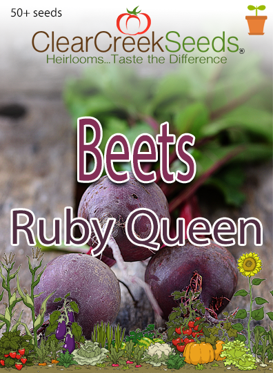 Beets - Ruby Queen (50+ seeds) - Clear Creek Seeds