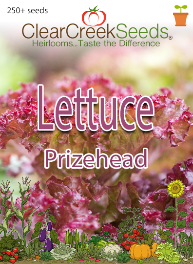 Lettuce Prizehead heirloom garden vegetable seeds