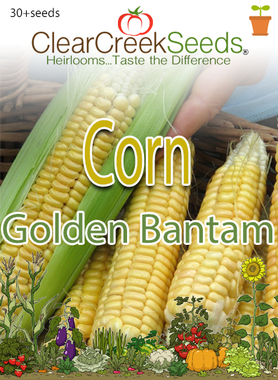 Corn Golden Bantam heirloom garden vegetable seeds