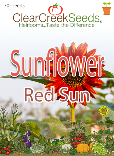 Sunflower "Red Sun" (30+ seeds) - Clear Creek Seeds