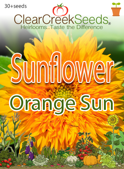 Sunflower Orange Sun (30+seeds) - Clear Creek Seeds