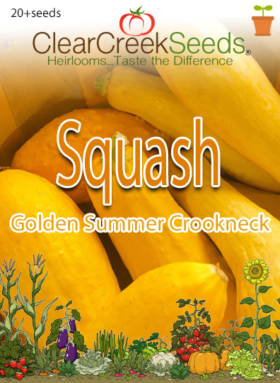 Squash Summer - Golden Summer Crookneck (20+ seeds) - Clear Creek Seeds