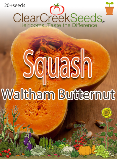 Squash Winter - Waltham Butternut (20+ seeds) - Clear Creek Seeds