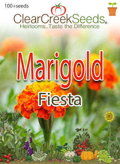 African Marigold - "Smiles" (100+ seeds) - Clear Creek Seeds