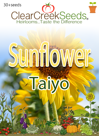 Sunflower "Red Sun" (30+ seeds) - Clear Creek Seeds
