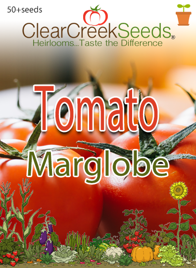 Tomato Marglobe heirloom garden vegetable seeds