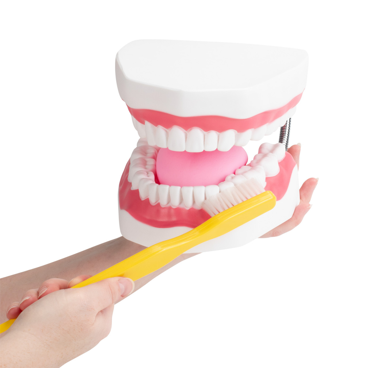 Giant Hygiene Model | Practicon Inc