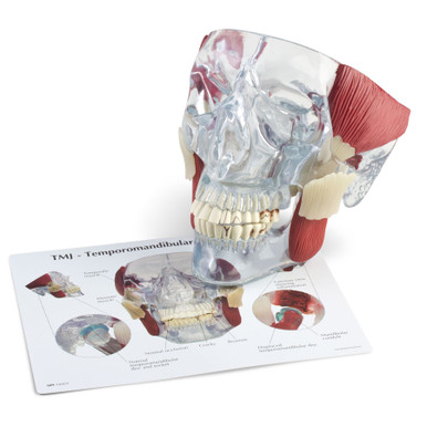 TMJ Demonstrator Model | Practicon Inc